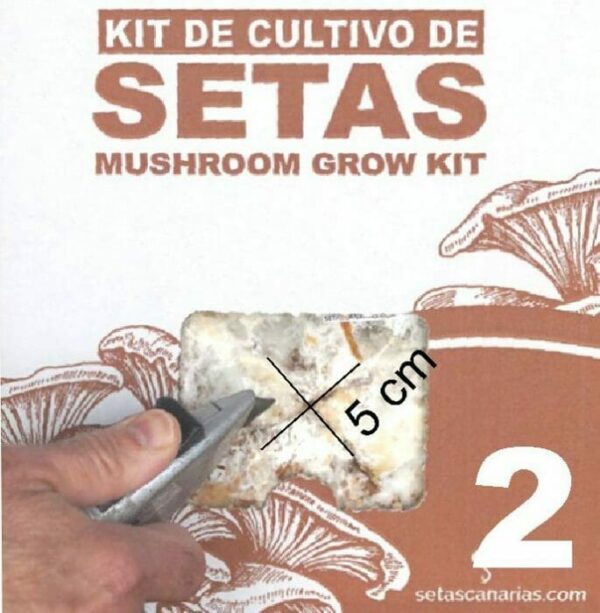 Kit Cultivo Setas de Ostra 🍄